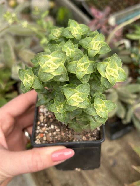 Crassula Perforata Variegata Succulents Crassula Kaktusy
