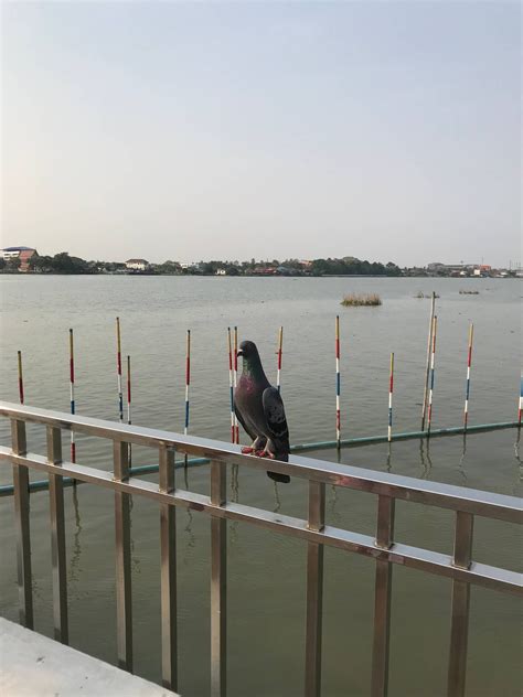 รูป วัดกู้ พระนางเรือล่ม