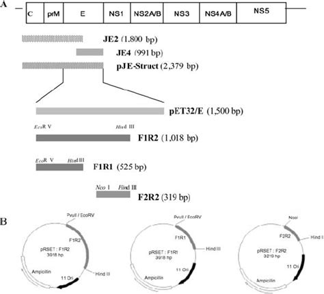 Construction Of Expression Vectors Prsetf1r1 Prsetf2r2 And