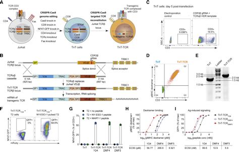 High Throughput T Cell Receptor Engineering By Functional Screening Identifies Candidates With