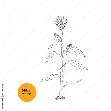 Maize Plant Drawing