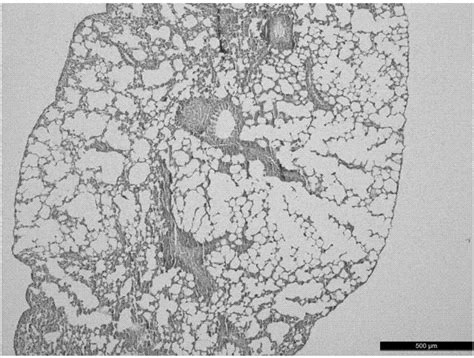 一种变应原特异性免疫治疗哮喘模型的建立方法与流程