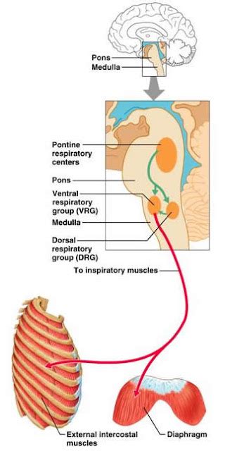 Jennifer Kersey E Portfolio Bio211 Objective 45 The Neuronal Network That Controls Respiration