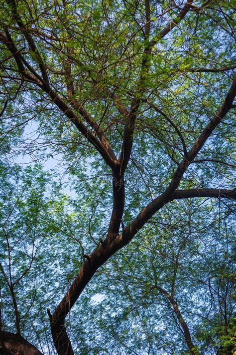 Sunlight Passing Through Tree Leaves In Tropical Forest Stock Image