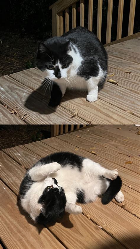 Found Cat Or Maybe Outside Cat Rraleigh