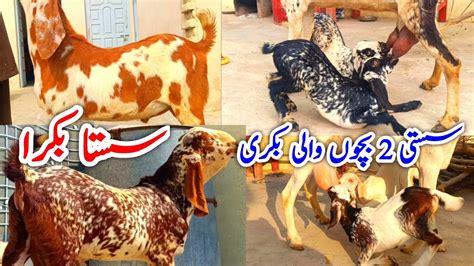 سستی 2 بچوں والی بڑی بکری سستا خوبصورت بیتل بکرا سستی دودھ والی