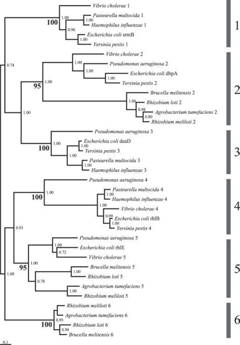 Unrooted Phylogenetic Consensus Tree For Cog0513 Constructed From A