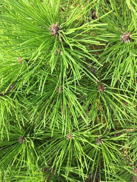 Premium Photo Full Frame Shot Of Pine Tree