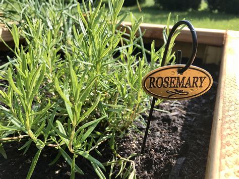 Rosemary Herb Garden Free Photo On Pixabay Pixabay