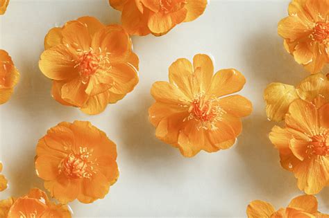 옐로우 오렌지 컬러 꽃 트롤리우스 또는 글로브플라워 추상적인 꽃 질감 배경 흑백 미적 식물 정물 자연 피는 봄 작은 꽃 탑 뷰 패턴 작약에 대한 스톡 사진 및 기타 이미지