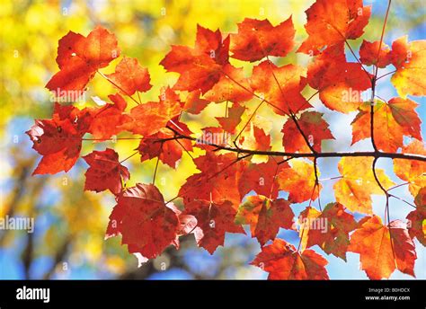 Sugar Maple Leaves Acer Saccharum Autumn Colours In Eastern Canada During Indian Summer La