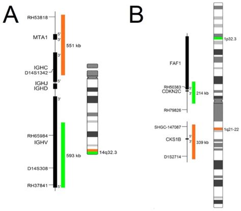 Selected In Situ Hybridization Methods Principles And Application