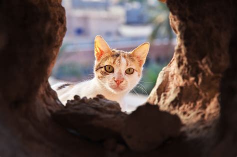 Ghardaia 시 사하라 사막 알제리 아프리카의 고양이 0명에 대한 스톡 사진 및 기타 이미지 0명 가다이아 거리