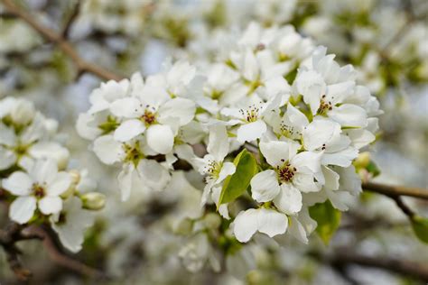 Download Nature Blossom 4k Ultra Hd Wallpaper