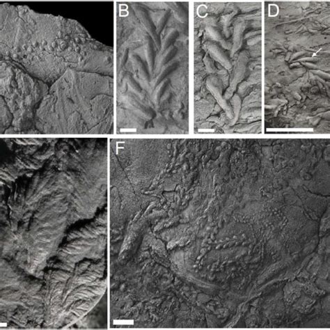 A D Treptichnus Pedum Showing A Range Of Branching Types All Preserved