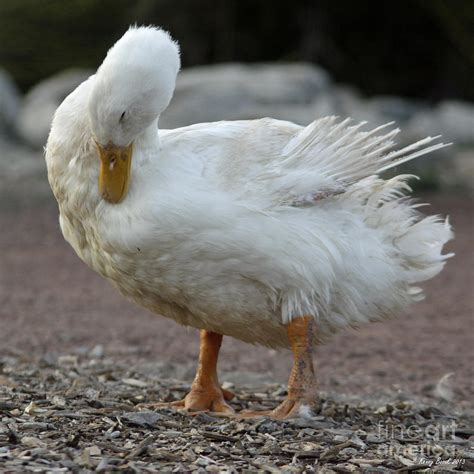 Young White Pekin Duck Preening Photograph By Kenny Bosak Fine Art America