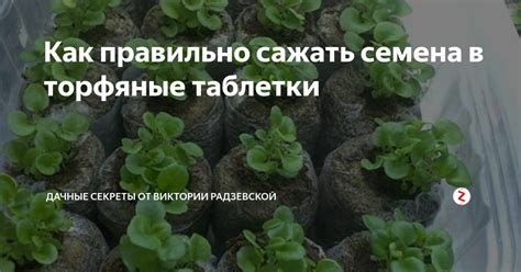 Как правильно сажать семена в торфяные таблетки | Виктория Радзевская ...