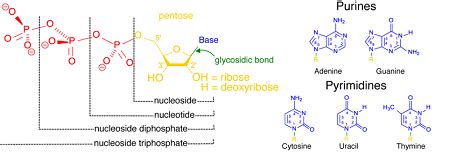 Polynucleotide Structure