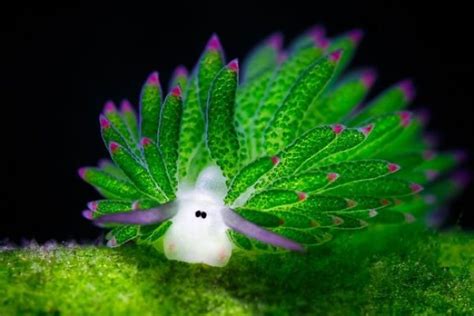 6 Fakta Unik Leaf Sheep Siput Laut Imut Mirip Domba