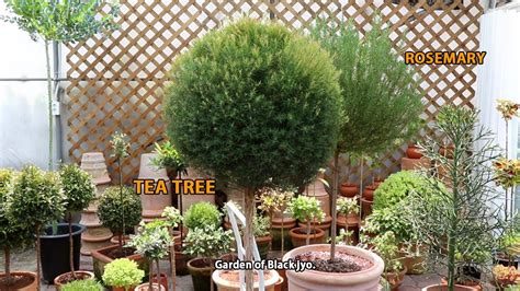 요즘의 일상 대형화분 분갈이 Youtube