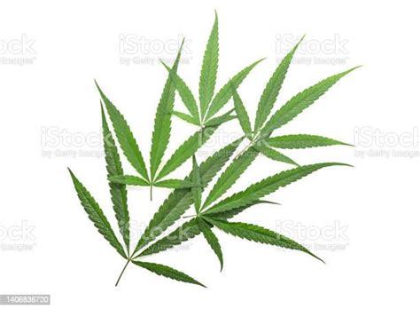 녹색 마리화나 또는 대마초 Sativa 잎은 흰색 배경에 있습니다 위쪽 보기 0명에 대한 스톡 사진 및 기타 이미지 0명