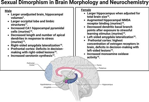 Sexual Dimorphism In Brain Morphology And Neurochemistry Several