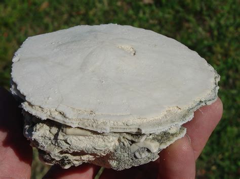 Fossil Sand Dollar Reproduction General Fossil Discussion The Fossil Forum
