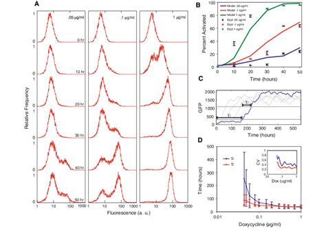 Time Course Of Gfp Expression Following Induction With Different Dox