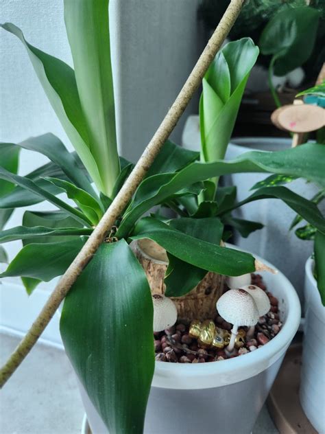 독버섯 인가요 지식in