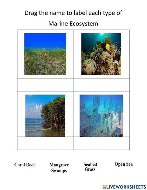 Marine Ecosyste Free Interactive Worksheets 1644106