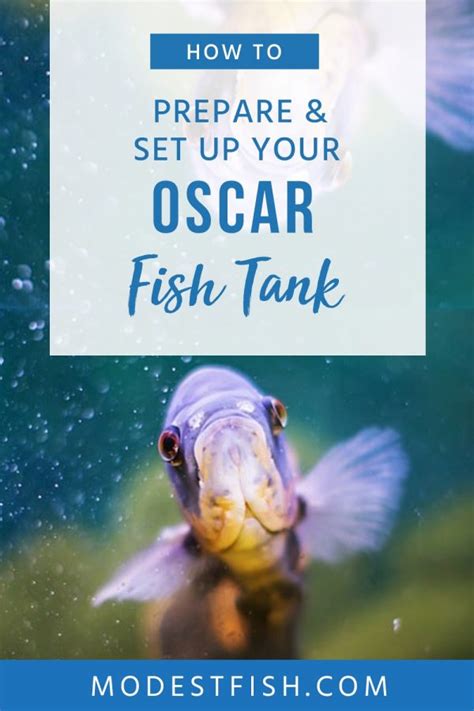 Oscar Fish Care Sheet Guide To Optimal Tank Conditions