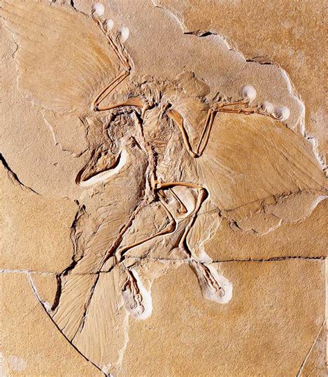 Archaeopteryx Fossil Skeleton