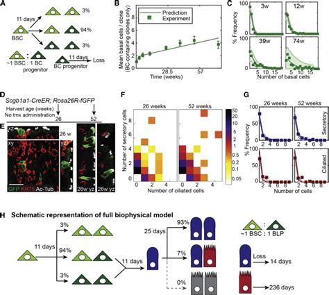 Lineage Model Development For The Basal And Luminal Epithelial Cells