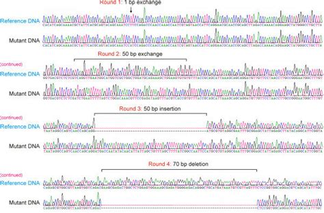 Sequence Traces Of Mutated And Initial DNA Templates Demonstrating Download Scientific Diagram