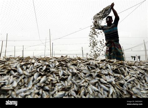 January 25 2024 Lalpur Brahmanbaria Bangladesh Workers Are Drying