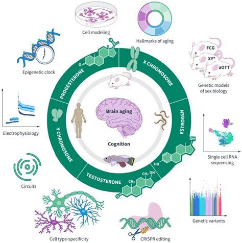 Biological Sex Matters In Brain Aging Sciencemission