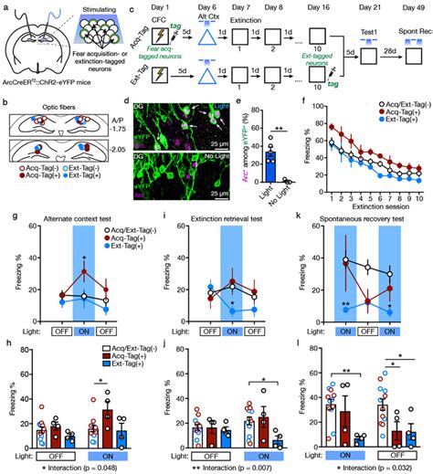 Distinct Hippocampal Engrams Control Extinction And Relapse Of Fear Memory Pmc