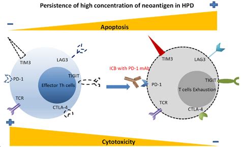 Pd 1 Blockade Significantly Enhanced The Proliferation And Suppression