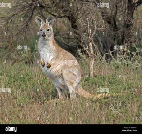 Beautiful Female Wallaroo Euro Macropus Robustus Among Green Grass