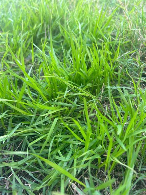 23 Easy Care Lawn Grasses That Practically Take Care Of Themselves