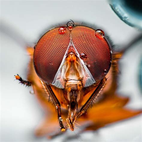 Page 12 Grasshopper Microscope Images Free Download On Freepik