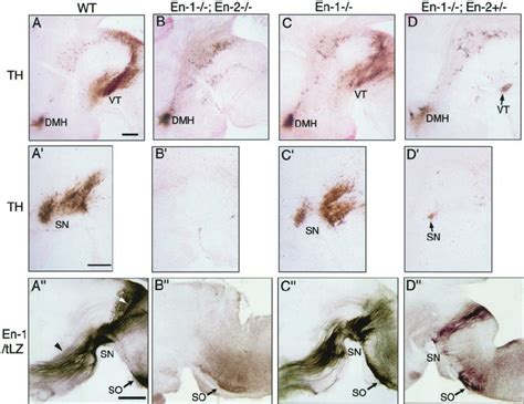 Midbrain Dopaminergic Neurons Require En 1 And En 2 For Their Survival