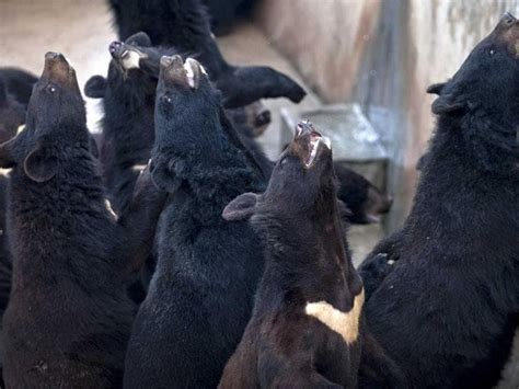 Bear Bile Farms World Photos Hindustan Times