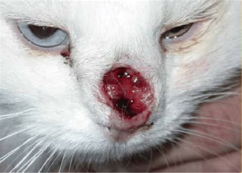 Cryptococcus In Cats