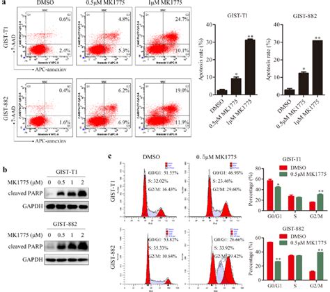 mk1775 induces apoptosis and cell cycle arrest in gist cells a apc download scientific diagram