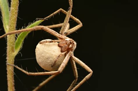 Close Up Spiders Nest Cobweb Spider They Started Making Silk To Protect Their Bodies And Their