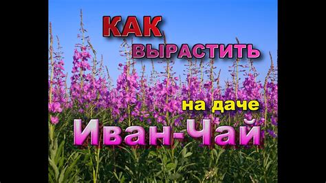 Как вырастить иван чай на дачном участке - YouTube
