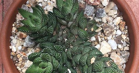 Need Help Selecting Top Dressings For My Succulents Album On Imgur