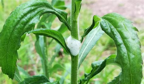 Spittlebugs Good Natured