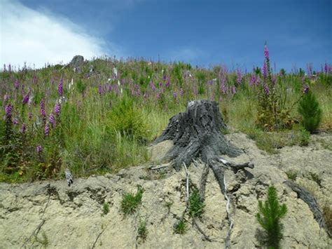 Page 31 Rapa Images Free Download On Freepik